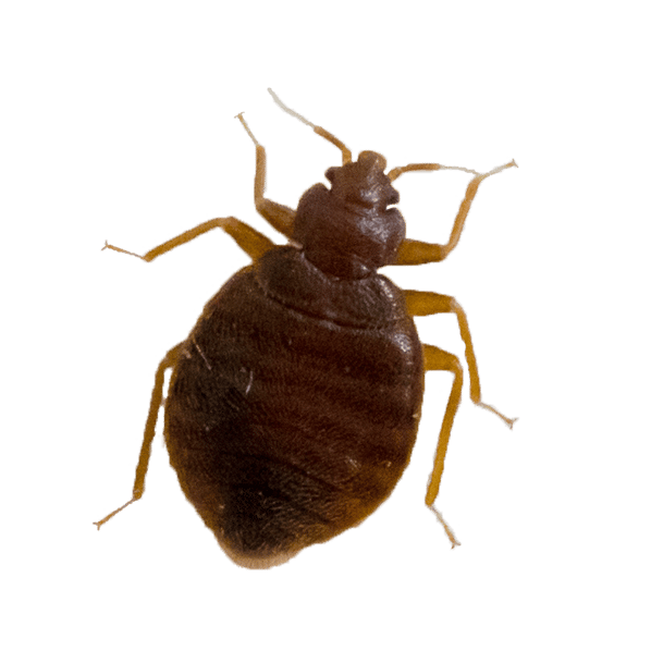 A Closer Look at Bed Bugs in Poultry Production